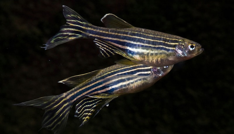 Peixe-zebra pode substituir rato como cobaia