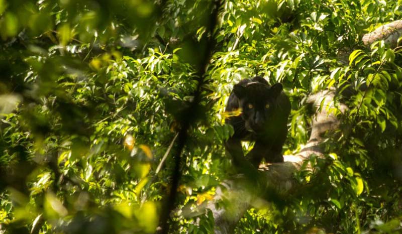 Projeto sobre onças da Amazônia une ciência e turismo de observação