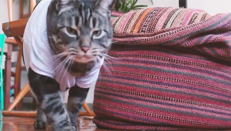 'Sua Cara', de Anitta e Pabllo Vittar, ganha paródia estrelada por gatos