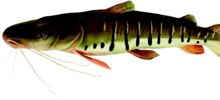 Pesca do surubim e caparari estará proibida a partir do dia 15 deste mês