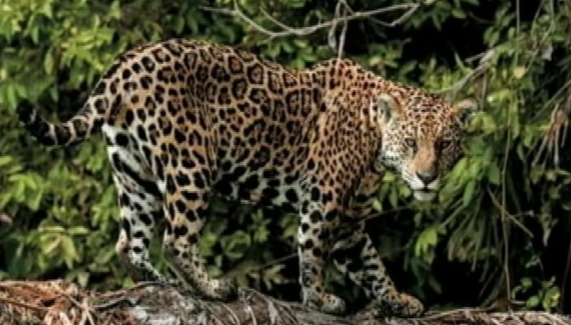 Onças da Amazônia vivem na árvores durante um terço do ano, diz estudo