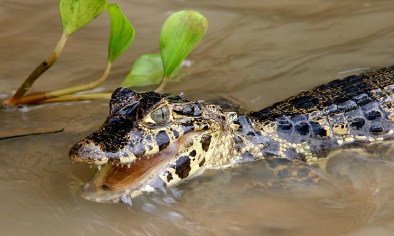Manejo de jacaré volta a ser tema de projeto econômico no Amazonas