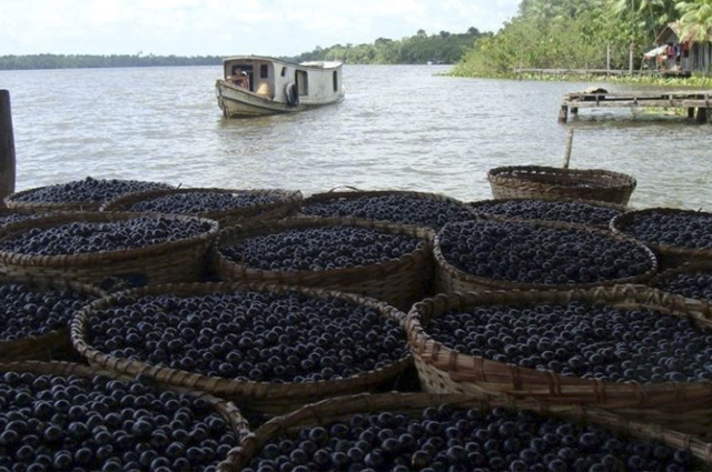 MP recomenda suspender venda de açaí em município do Amazonas