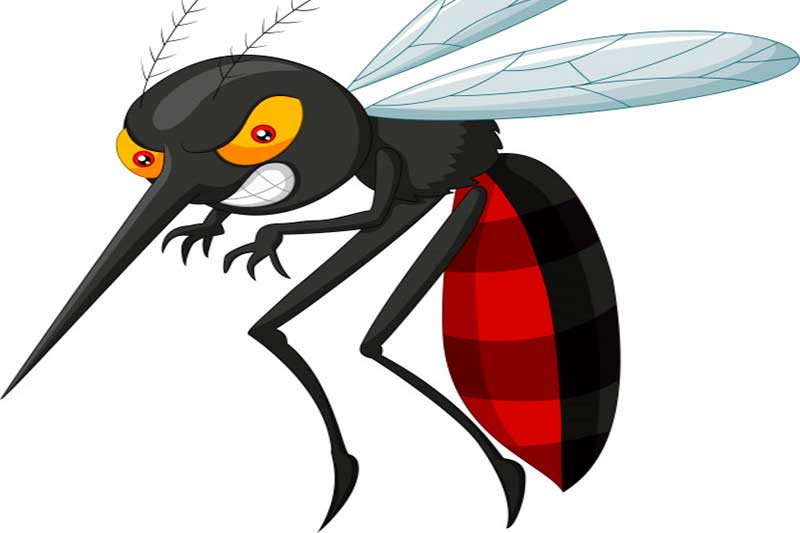 Aedes aegypti e carapanãs se unem para barrar coronavírus no Amazonas