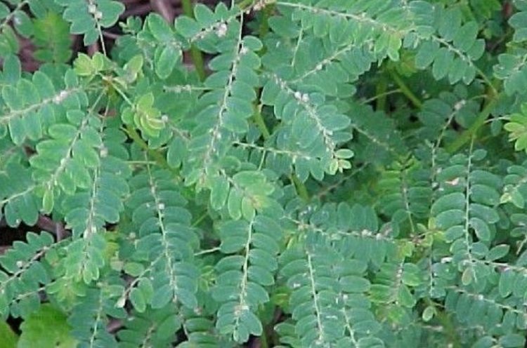 Substâncias no quebra-pedra podem combater doença de Chagas e leishmaniose