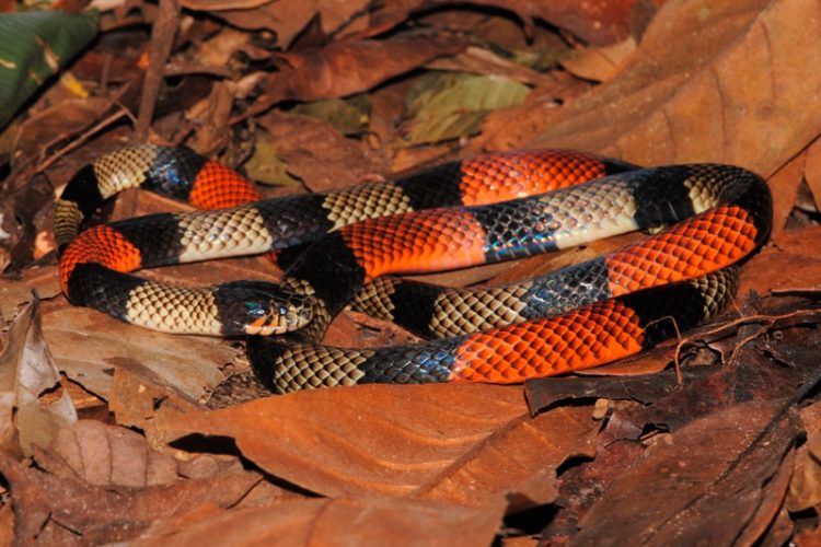 Conheça as quatro espécies de cobras mais letais da Amazônia brasileira