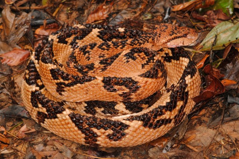 Conheça as quatro espécies de cobras mais letais da Amazônia brasileira