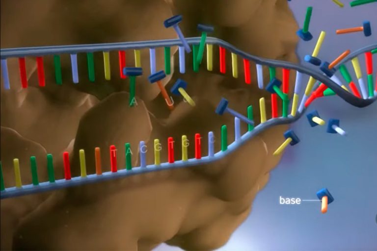 Cientistas chegam à 6ª e mais completa versão do genoma humano