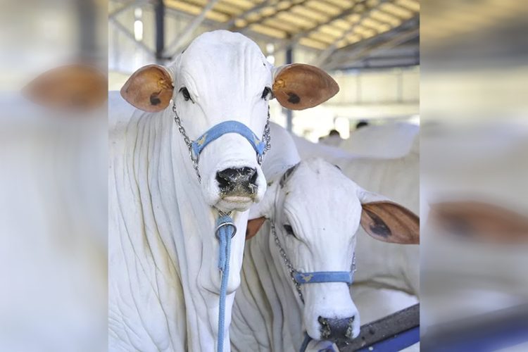 Metade de uma vaca nelore é vendida por R$ 3,99 milhões