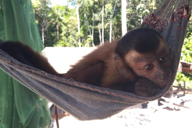 Costume de criar animais silvestres gera risco a humanos, diz ecólogo