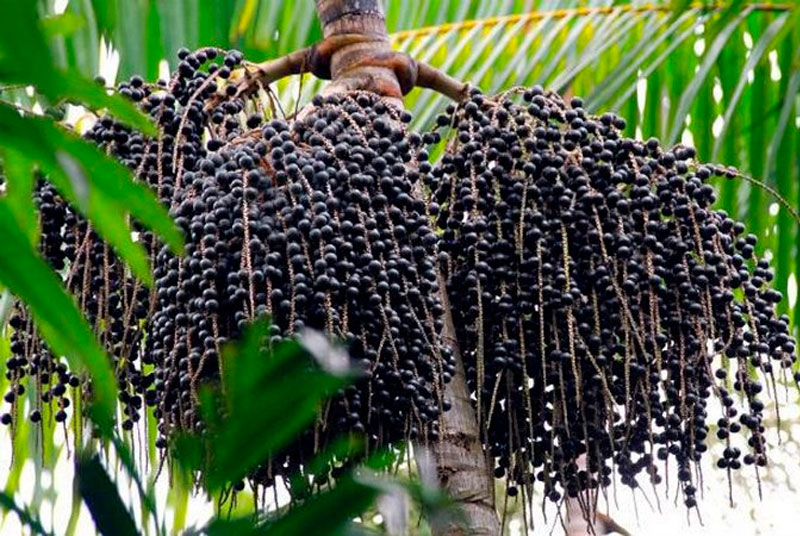 Projetos impulsionam cadeia do açaí e empreendedorismo indígena na Amazônia