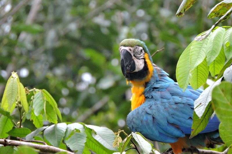 Aves na Amazônia emitem sinais de alterações no meio ambiente