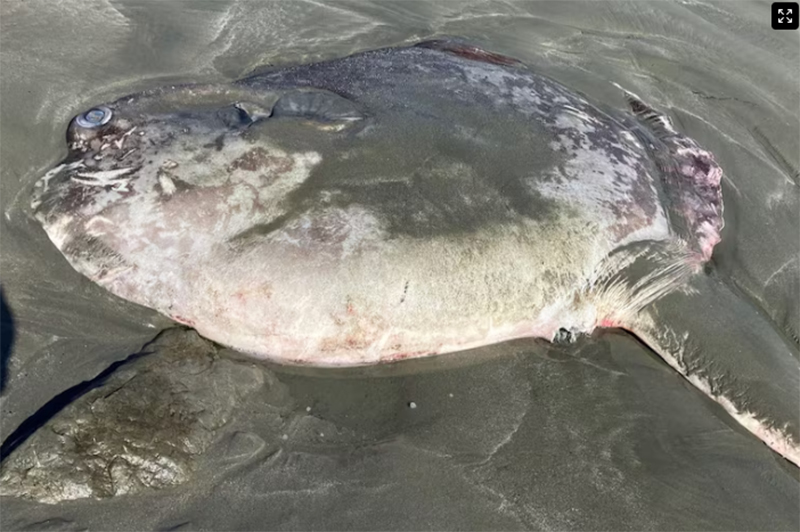 Peixe-lua de 2 metros de comprimento é encontrado em praia dos EUA